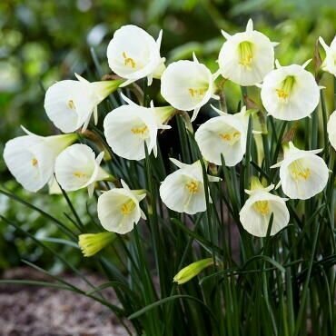 Нарцисс Артик Беллз 10шт.