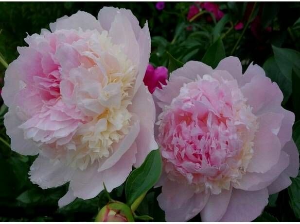 Пион Энджел Чикс 1 шт