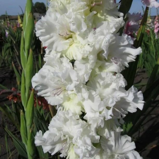 Гладиолус Москва Белокаменная 1 шт