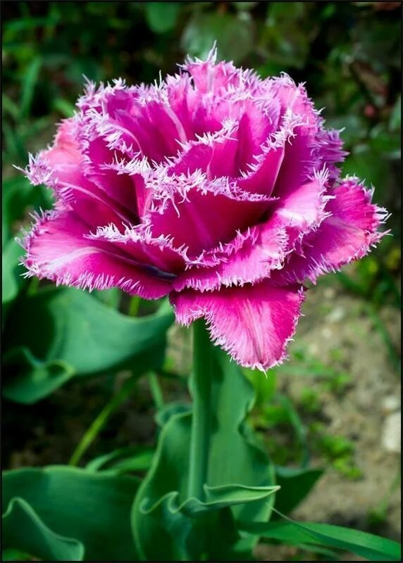 Тюльпан Матчпоинт 5 шт.