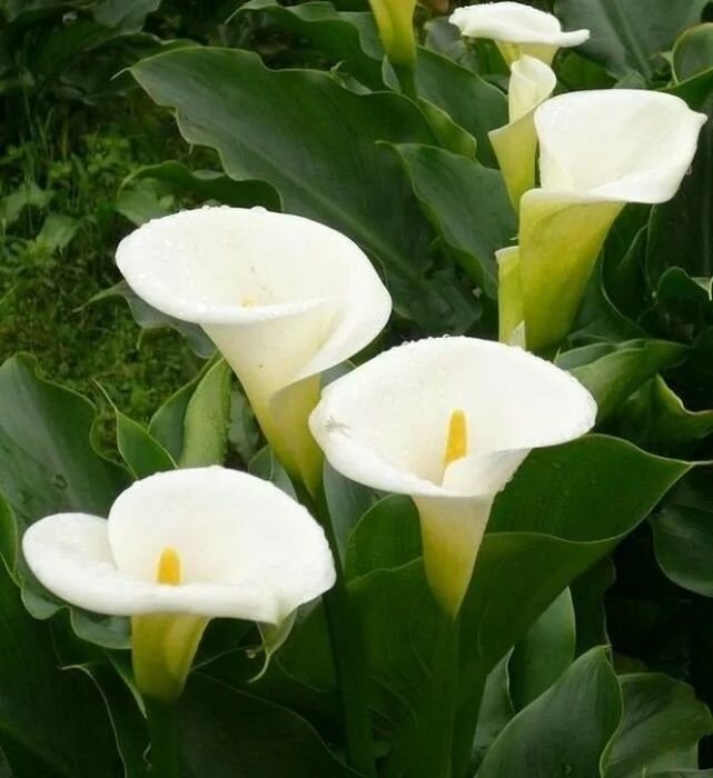 Калла Элегант Свон 1шт