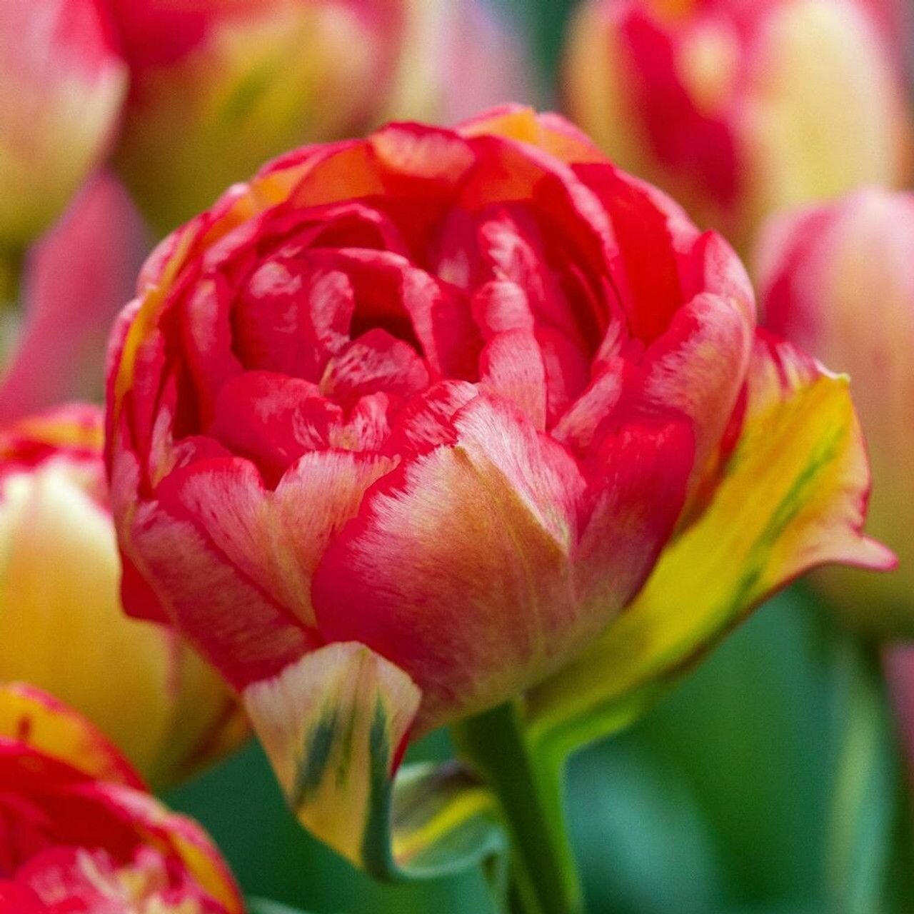 Тюльпан махровый Сандаунер 5 шт.