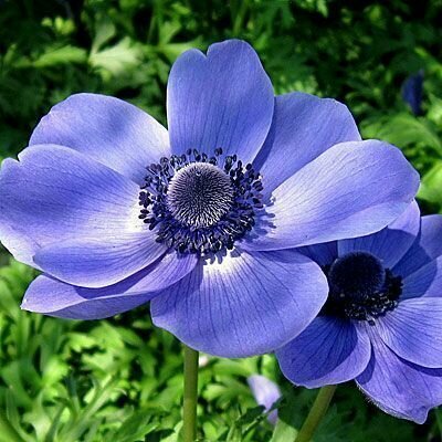 Анемона Мистер Фоккер, 15 шт