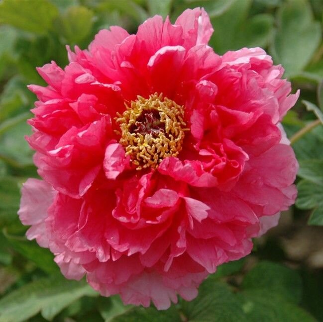 Пион Коралловый алтарь 1шт