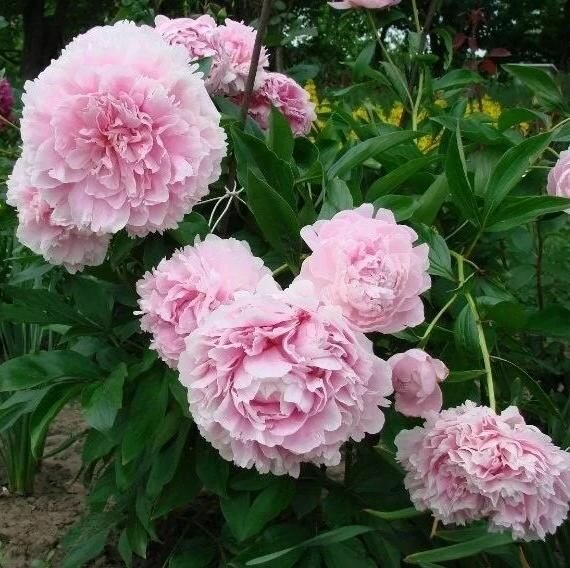 Пион Lady Orchid 1 шт.