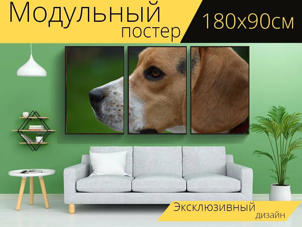 Модульный постер "Гончая, собака, домашний питомец" 180 x 90 см. для интерьера