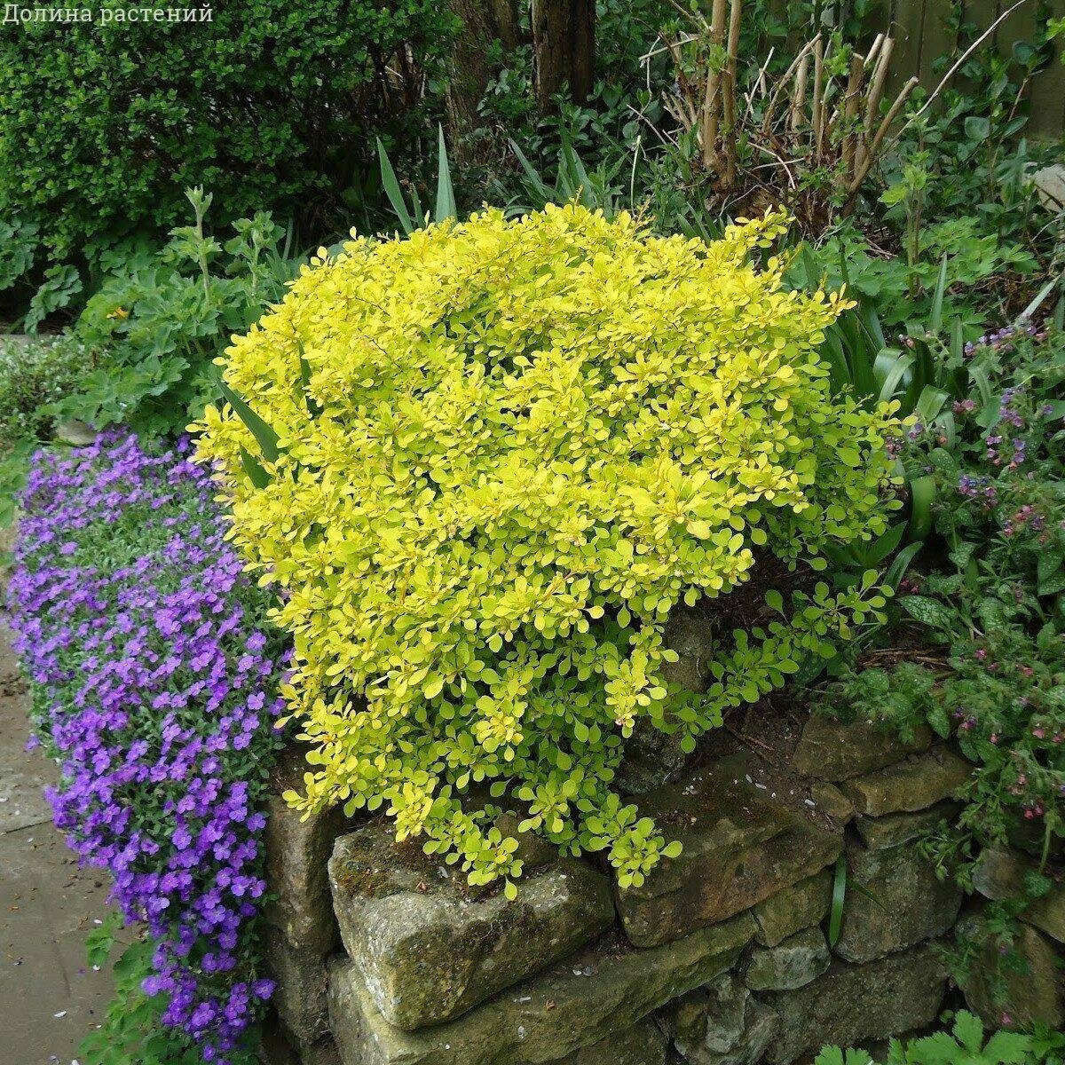 Барбарис Тунберга Голден Дрим (1 саженец в горшке Р9), Нидерланды