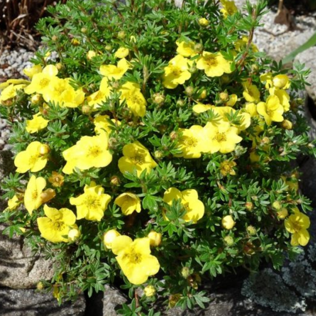 Лапчатка кустарниковая Кобольд (1 саженец в горшке Р9), Нидерланды