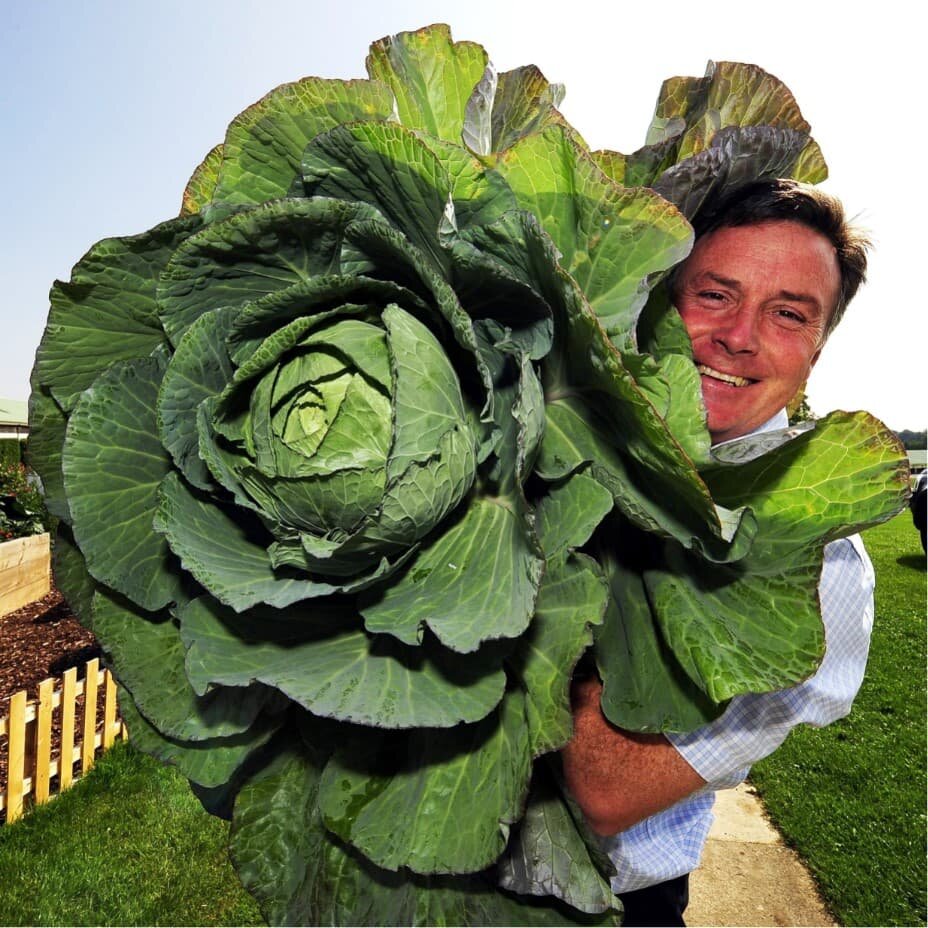 Капуста белокочанная Три богатыря (0,1 гр.), Гавриш, Россия