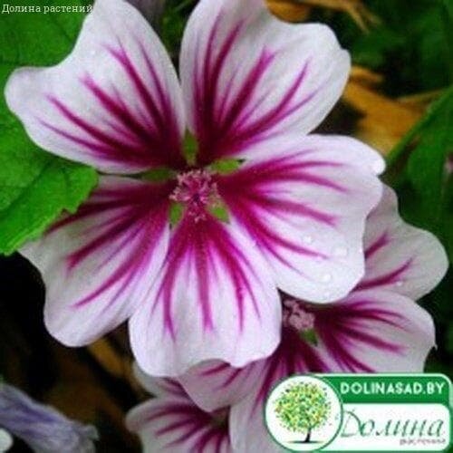 Мальва Зебрина Лиловая Зебра (0,3 гр.), Гавриш, Россия