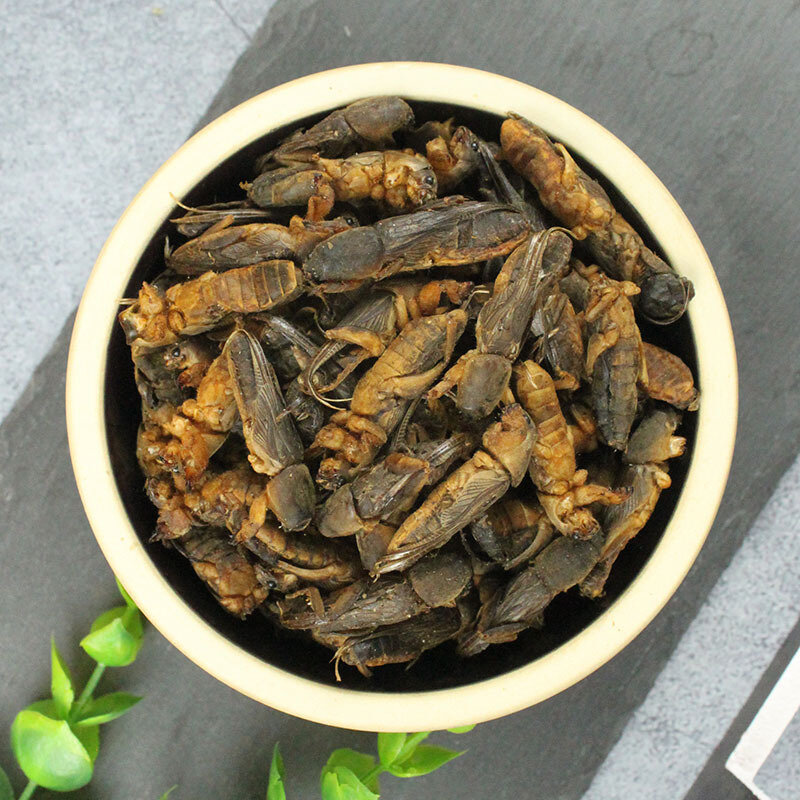 Медведка сушёная "Камбоджийская" 60 гр.