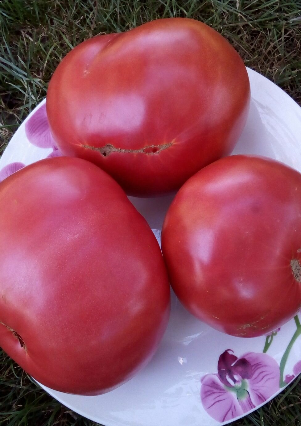 Коллекционные семена томата Арбогаст