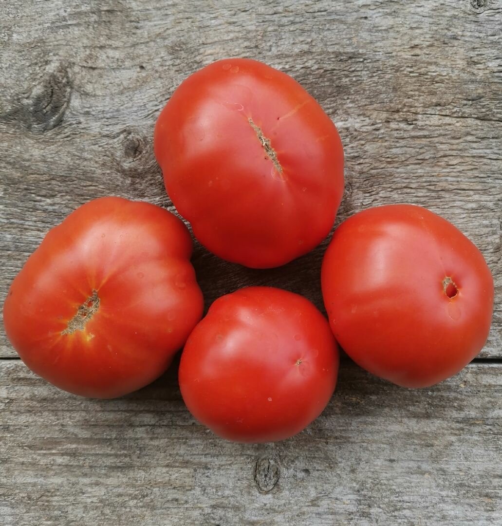 Коллекционные семена томата Гном Приз Ханны