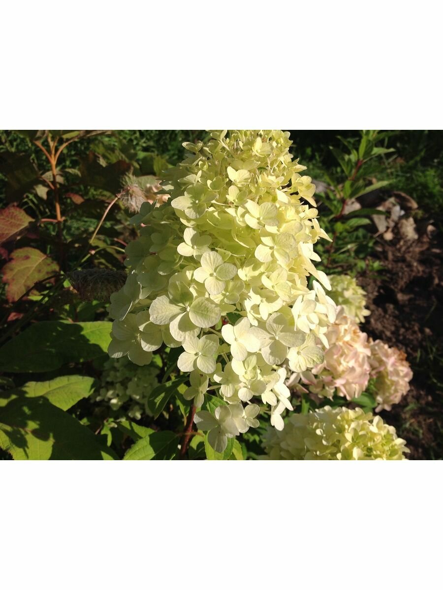 Гортензия Геркулес саженец