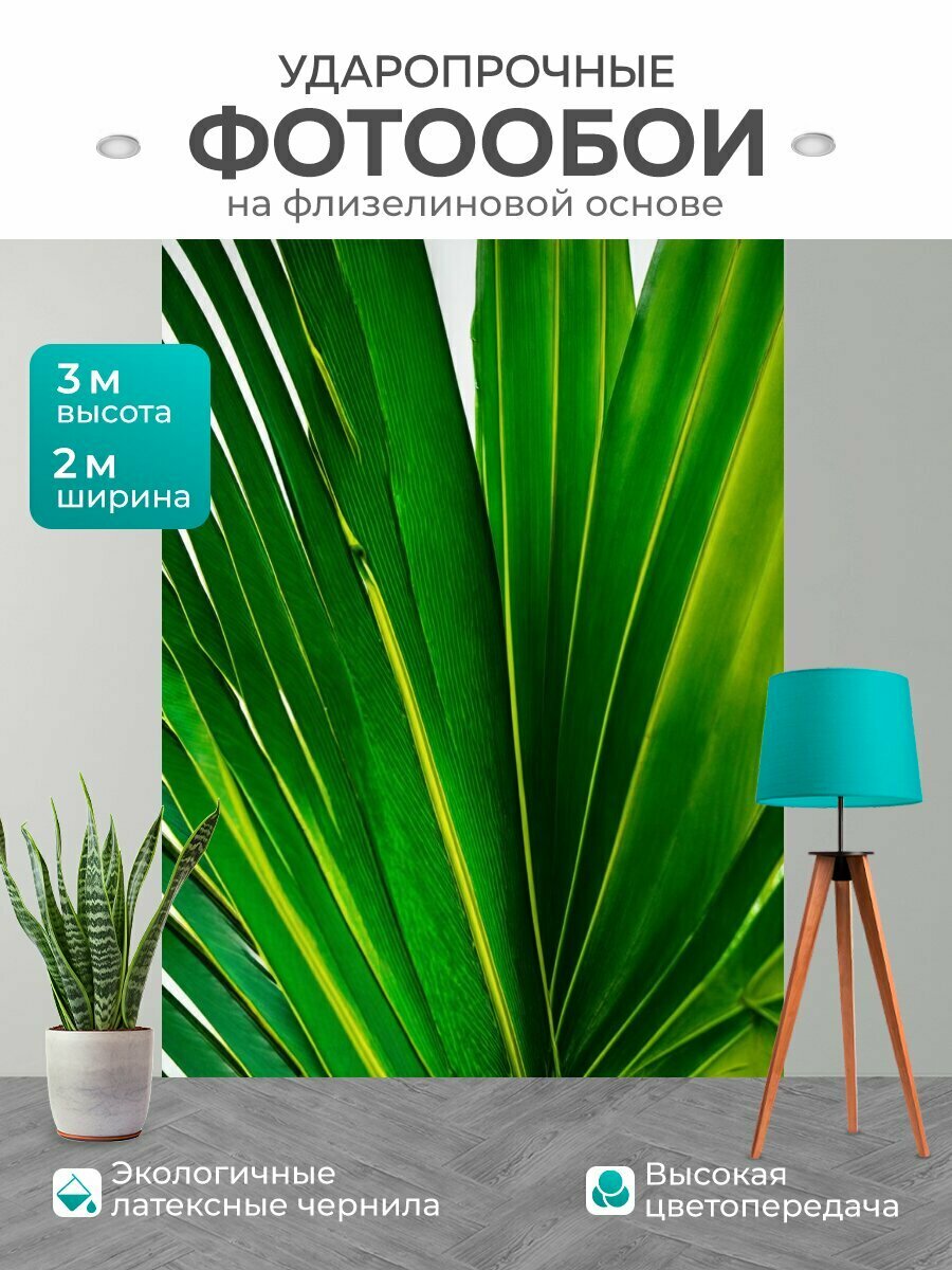 Фотообои моющиеся ударопрочные "Пальмовые листья в стиле минимализм" 200x300 см. флизелиновые на стену