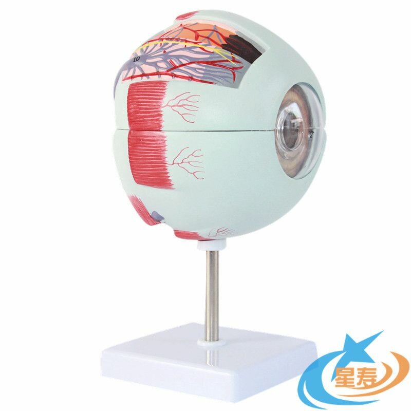 Структурная модель глаза