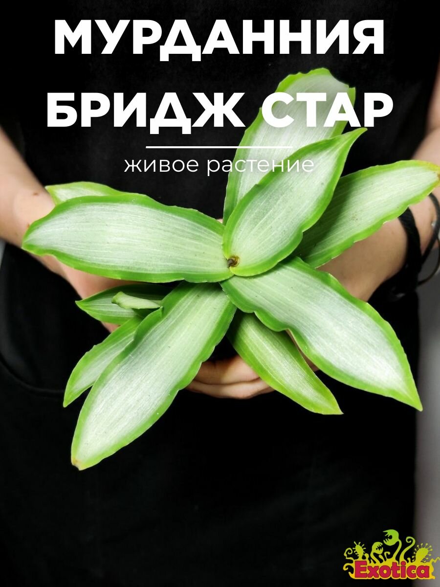 Мурданния Лориформис Бридж Стар (Murdannia Loriformis Bright Star) D6см, комнатный цветок