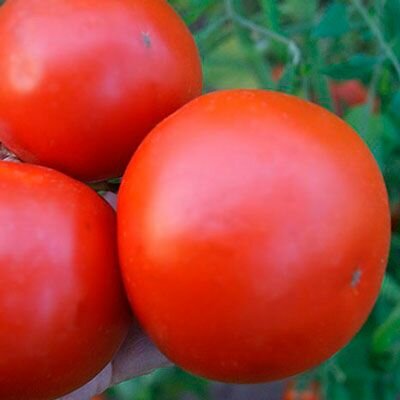 Коллекционные семена томата Минусинский местный