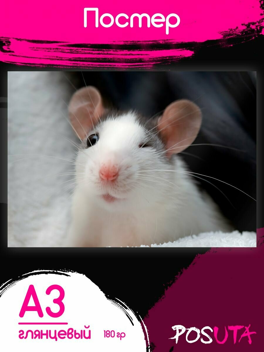 Постеры на стену крыса постеры животные