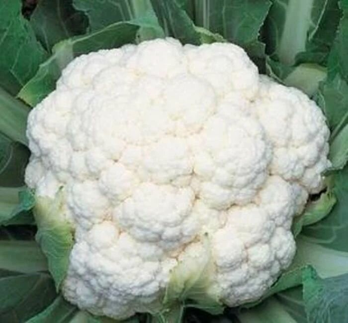 Коллекционные семена капусты цветная снежная Баба