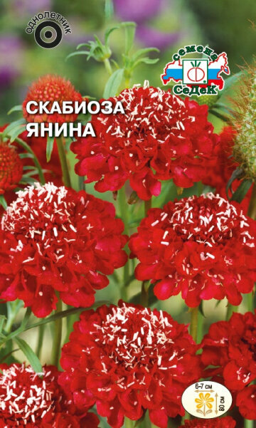 Скабиоза Янина темно-пурпуровая, 0,1г. (Седек)