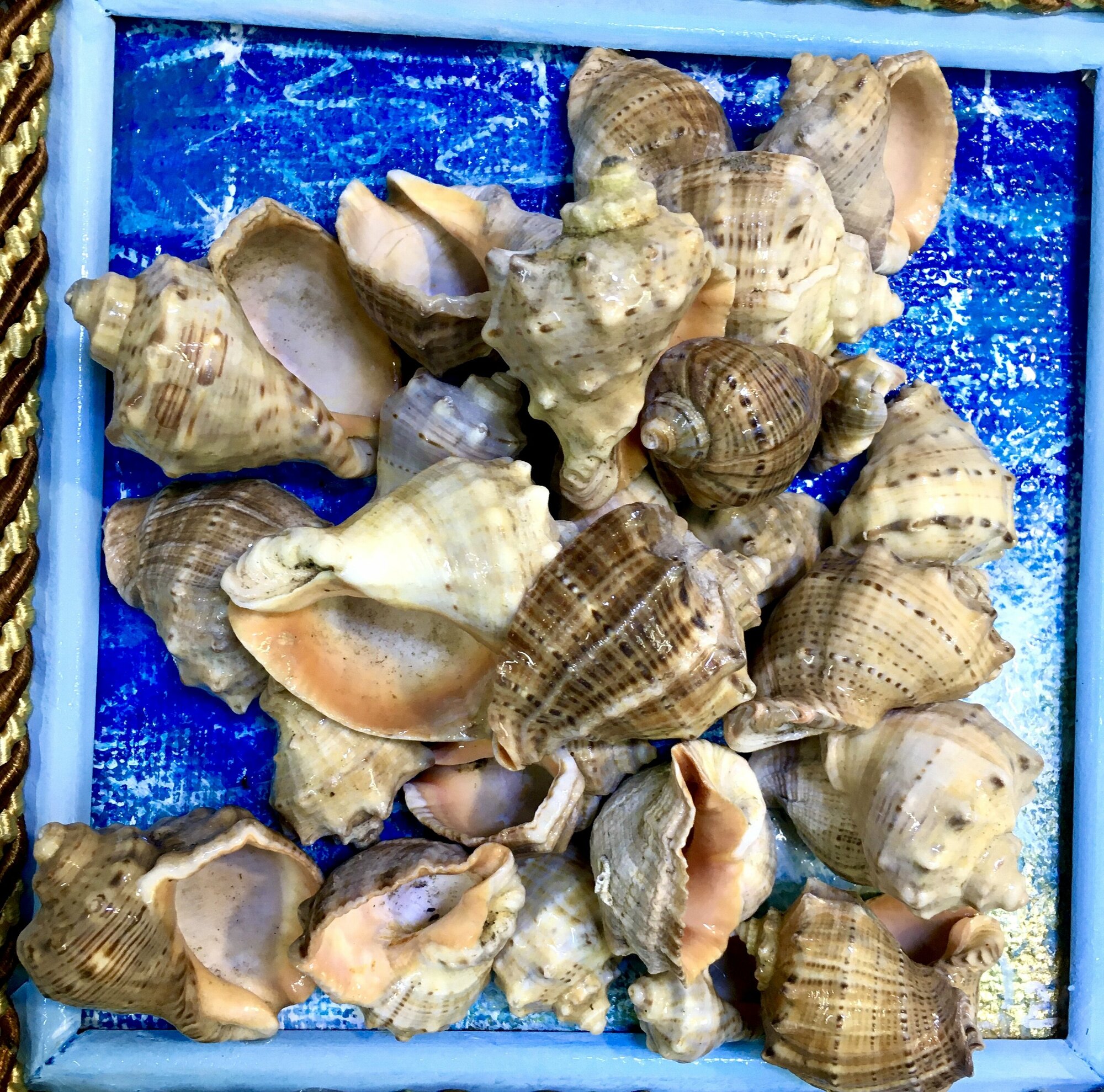 Ракушки Рапан Черноморский 500гр /для аквариума/ для творчества