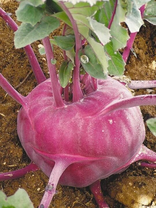 Коллекционные семена капусты кольраби Венская голубая