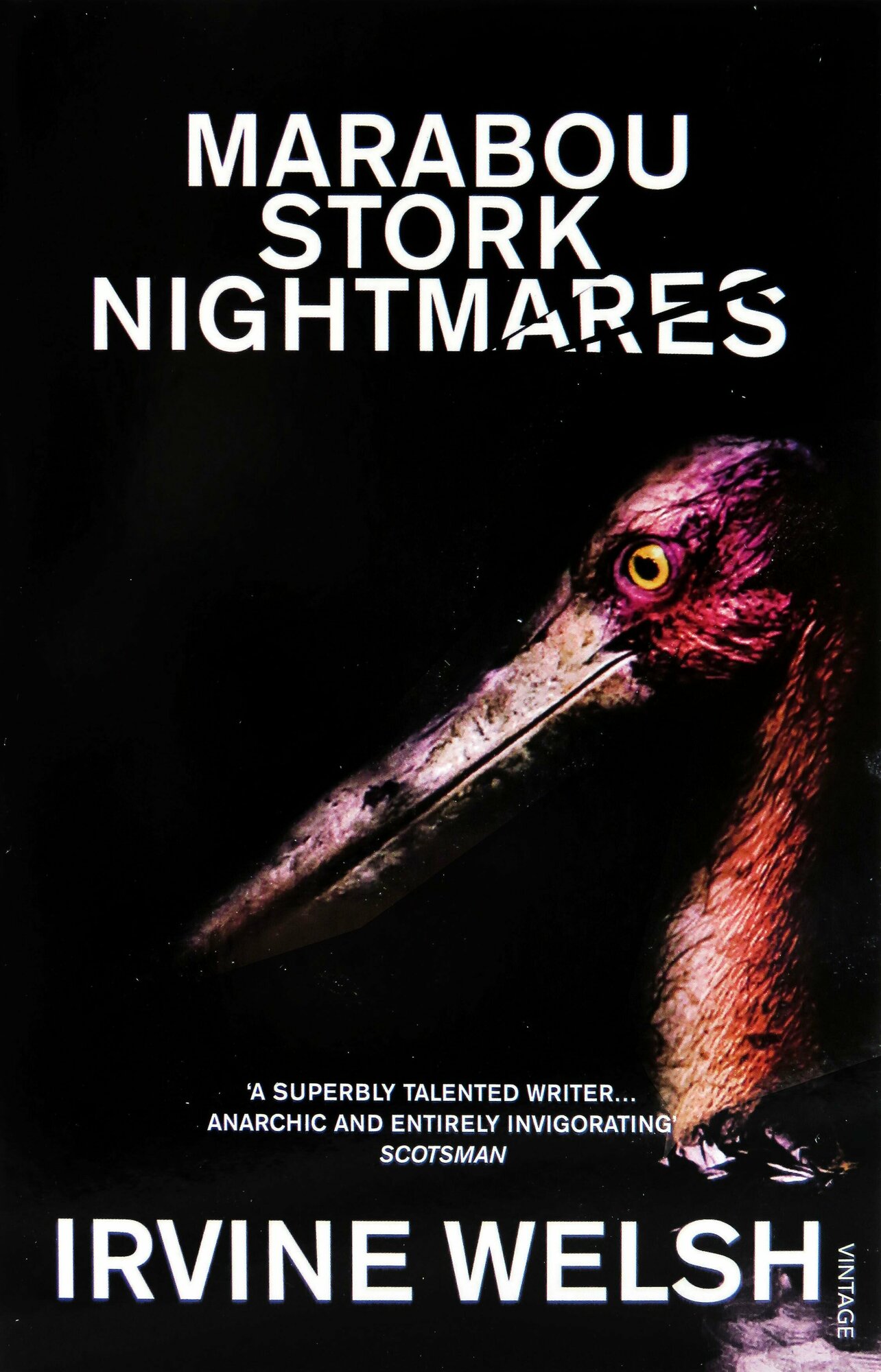 Marabou Stork Nightmares