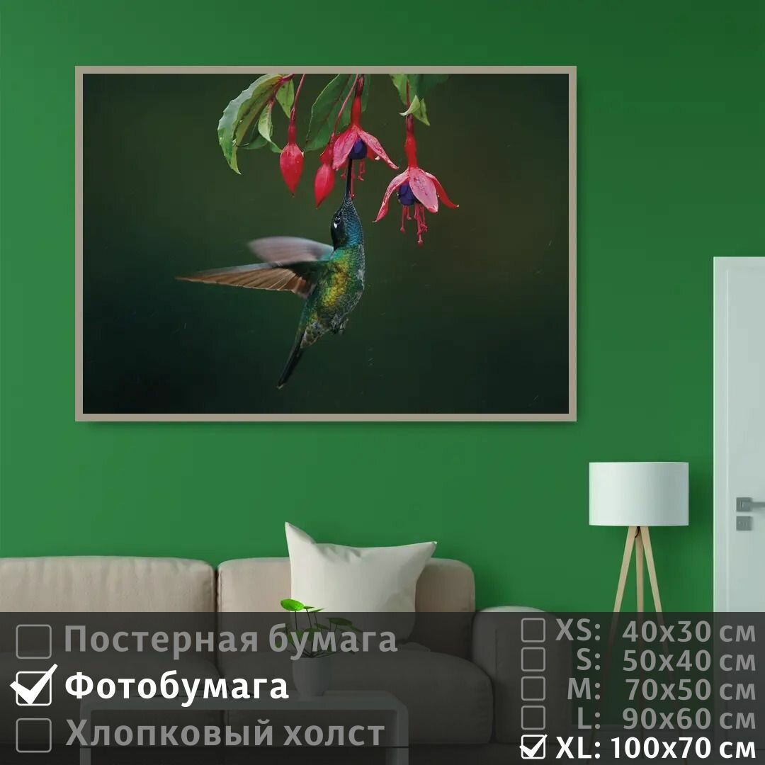 Постер на фотобумаге Колибри В Полете С Цветками Фуксии 100х70 см ПолиЦентр