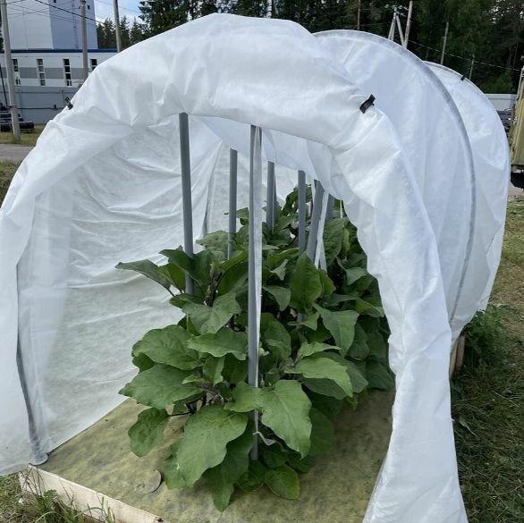 Укрывной материал для парников Агротекс Сад 60 г/кв. м УФ стабилизатор антиконденсатный 3х50 м белый