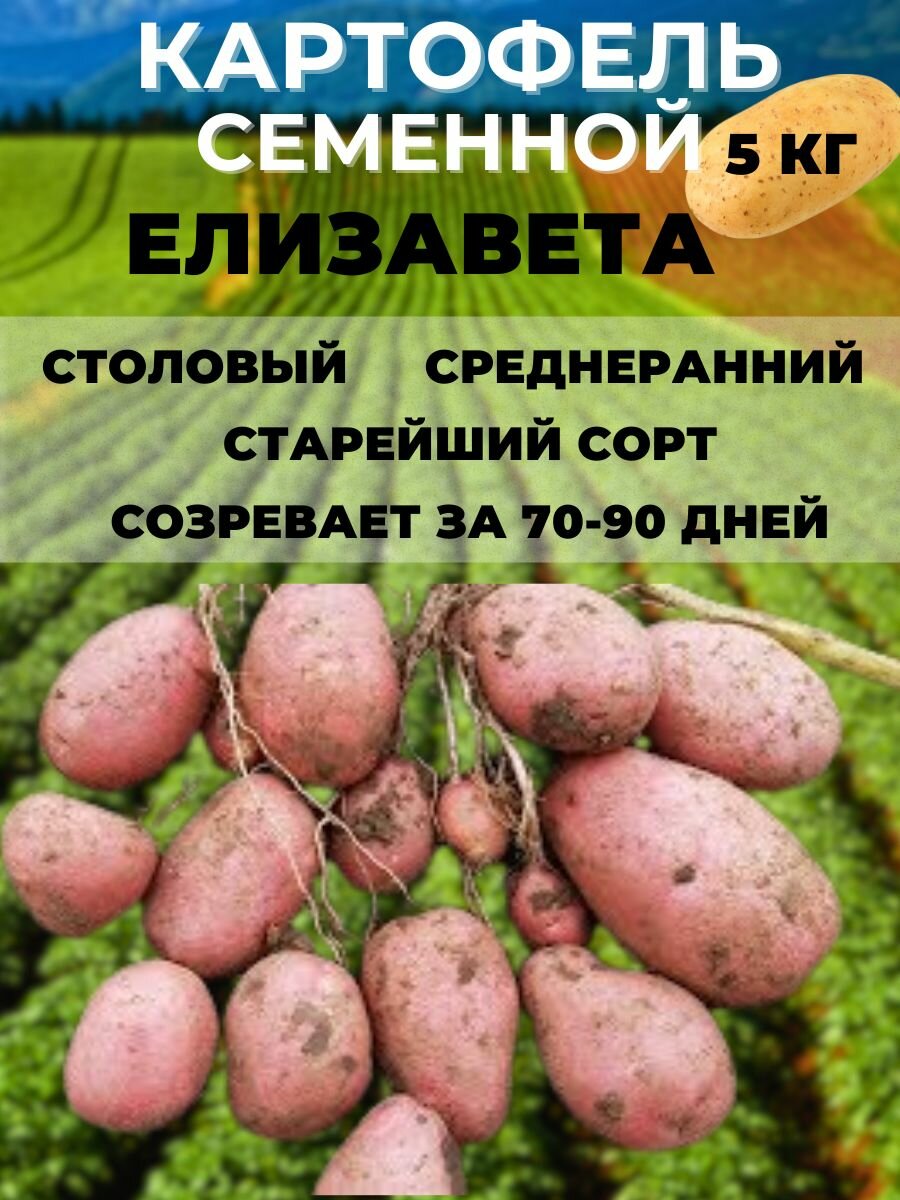 Картофель семенной