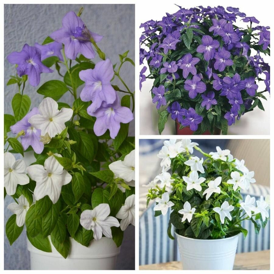 Броваллия микс сортов, семена