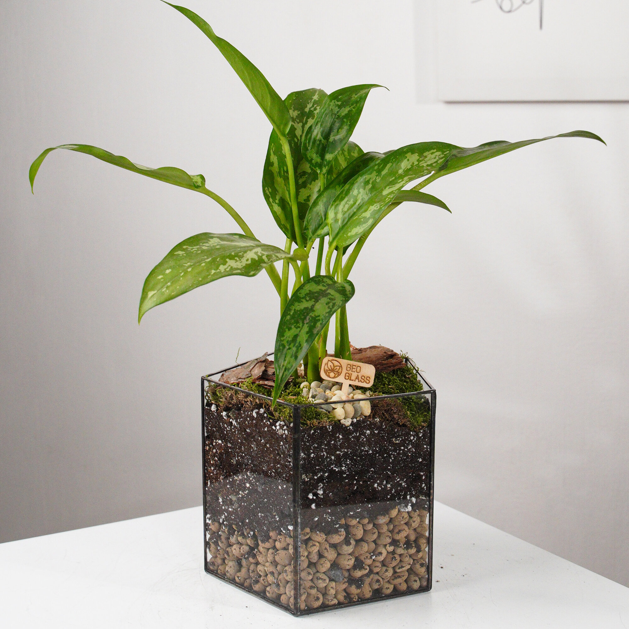 Живой цветок Аглаонема домашняя в минималистичном кашпо "Пятиугольник"