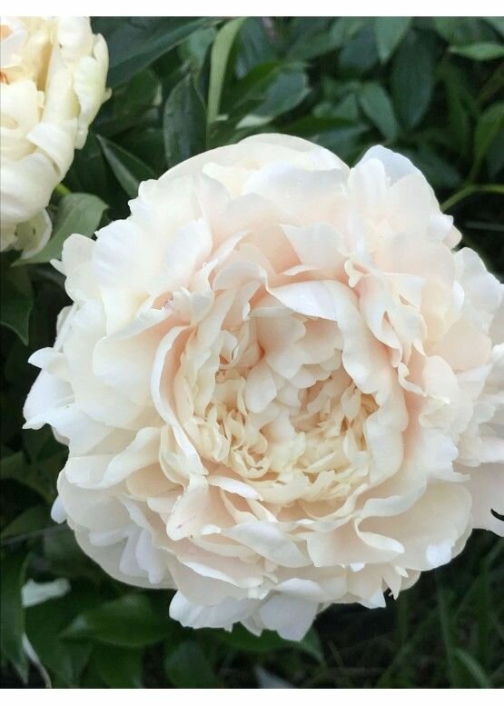 Пион SUMMER GLOW 1шт