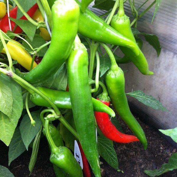 Коллекционные семена перца острого Нокаут