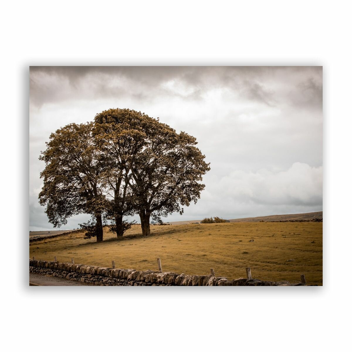 Постер, плакат на бумаге / Природа Великобритании - Дерево / Размер 30 x 40 см