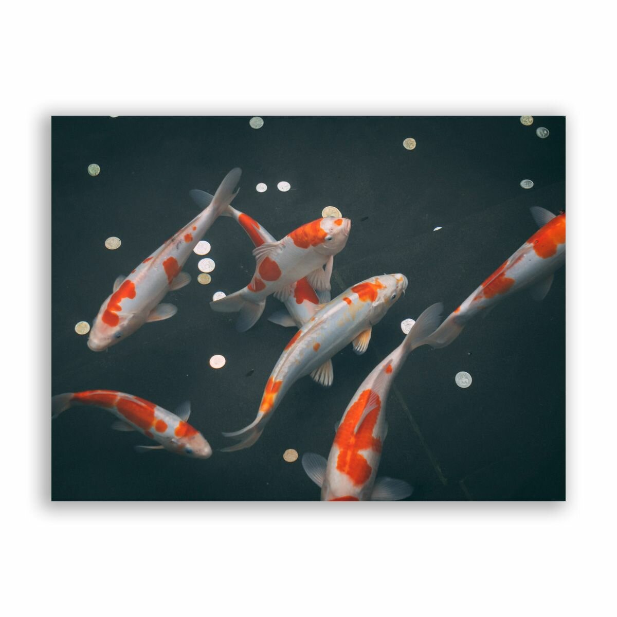 Постер, плакат на бумаге / Карпы кои / Размер 60 x 80 см