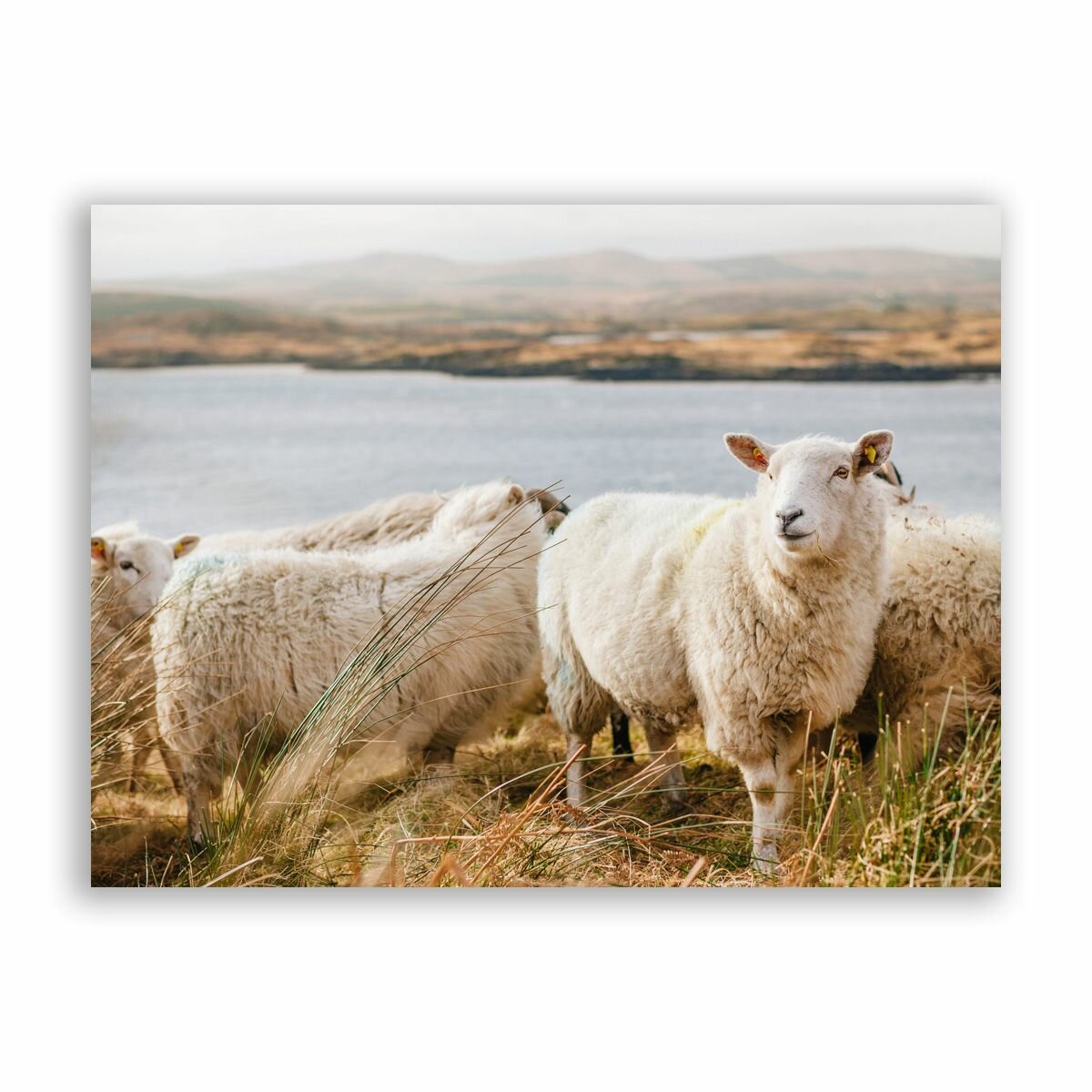 Постер, плакат на бумаге / Овцы / Размер 30 x 40 см