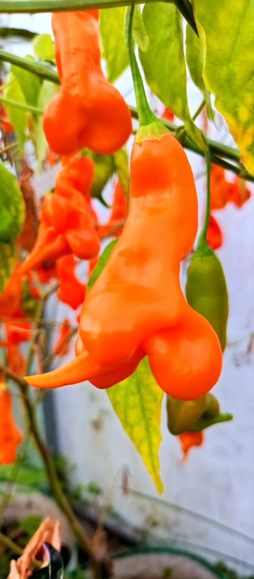 Семена Острого перца Erotico 7шт+ бонус