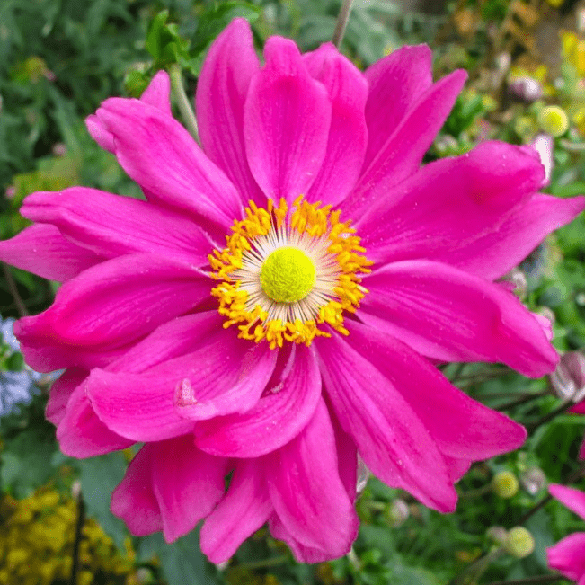 Анемона японская Маргарет (1 корневище в горшке р9), Нидерланды