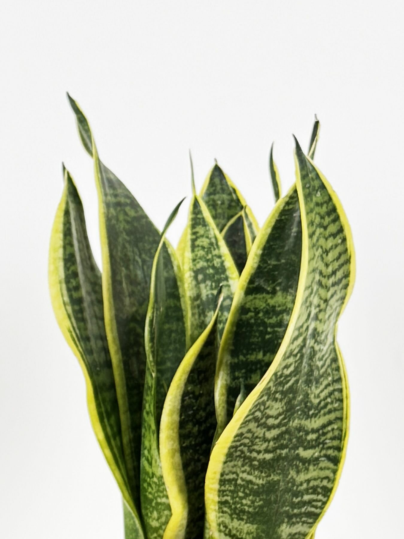 Сансевиерия Лауренти высота 35-40см в кремовом пластиковом горшке с поддоном