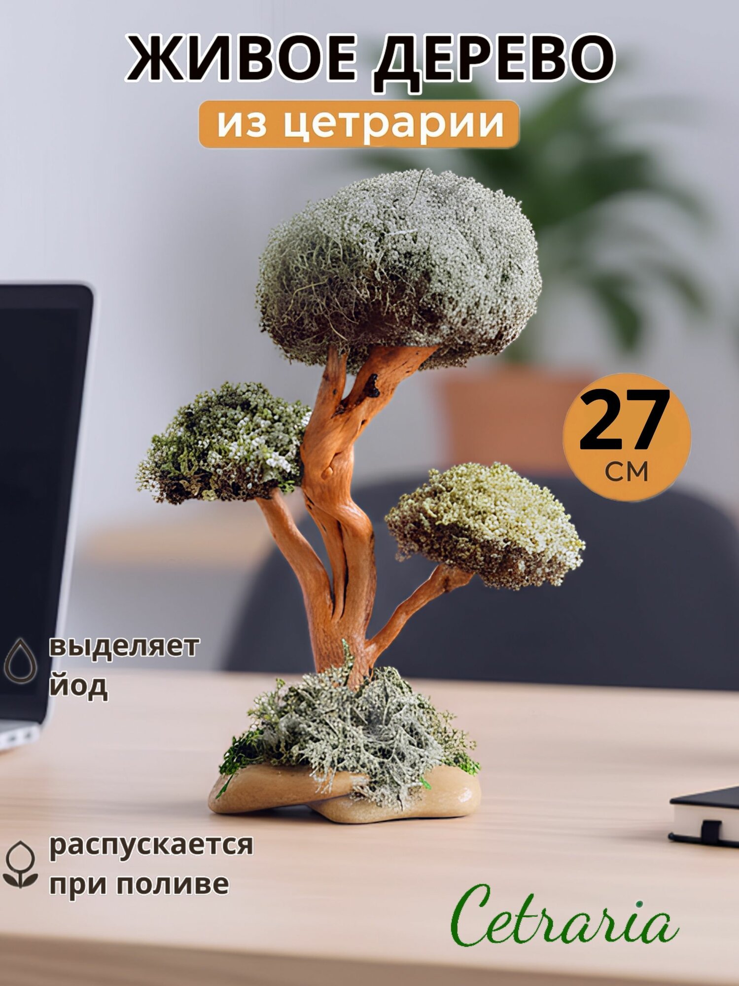 Живой сухоцвет. Дерево с кронами цетрарии