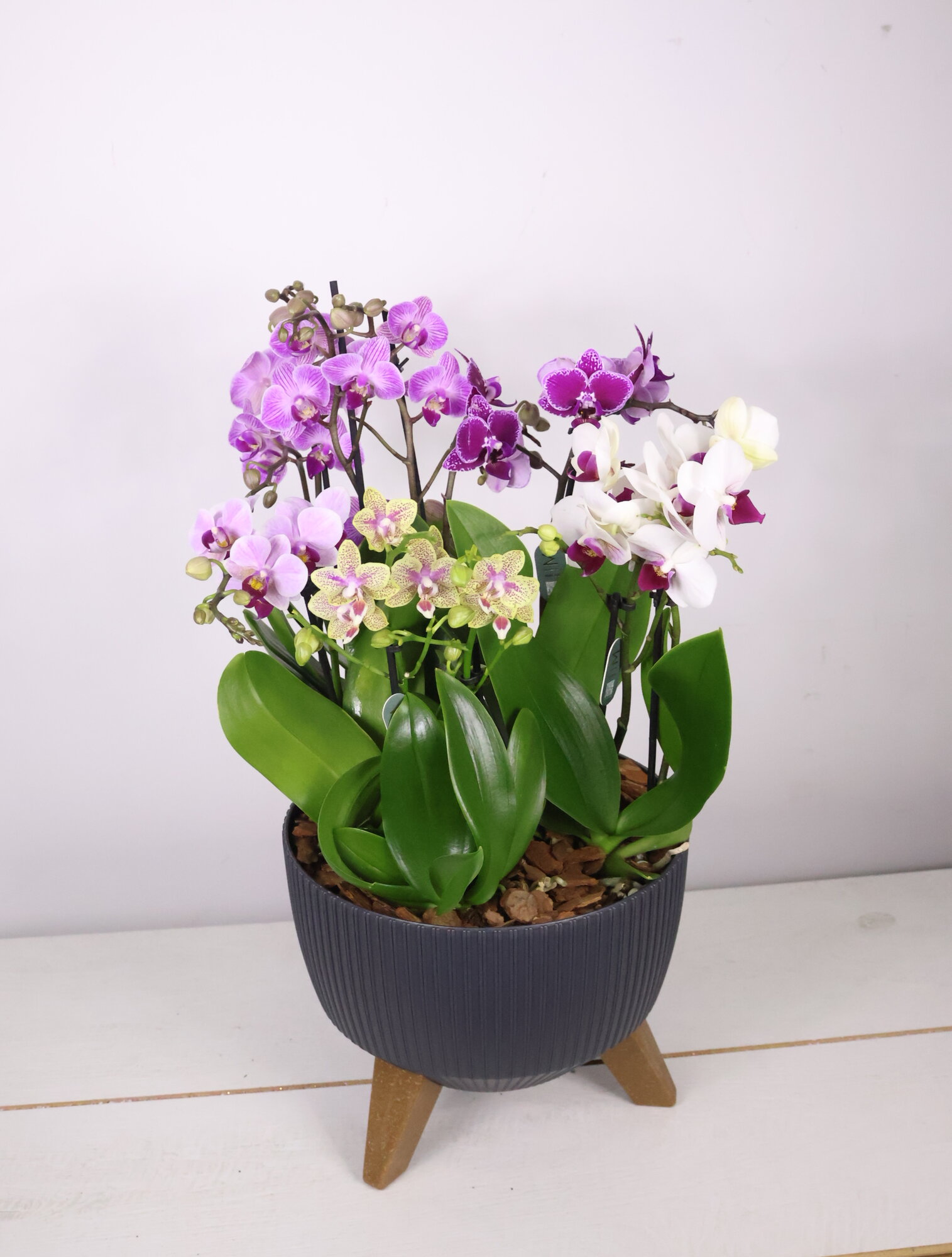 Кашпо с орхидеями «радостный микс»