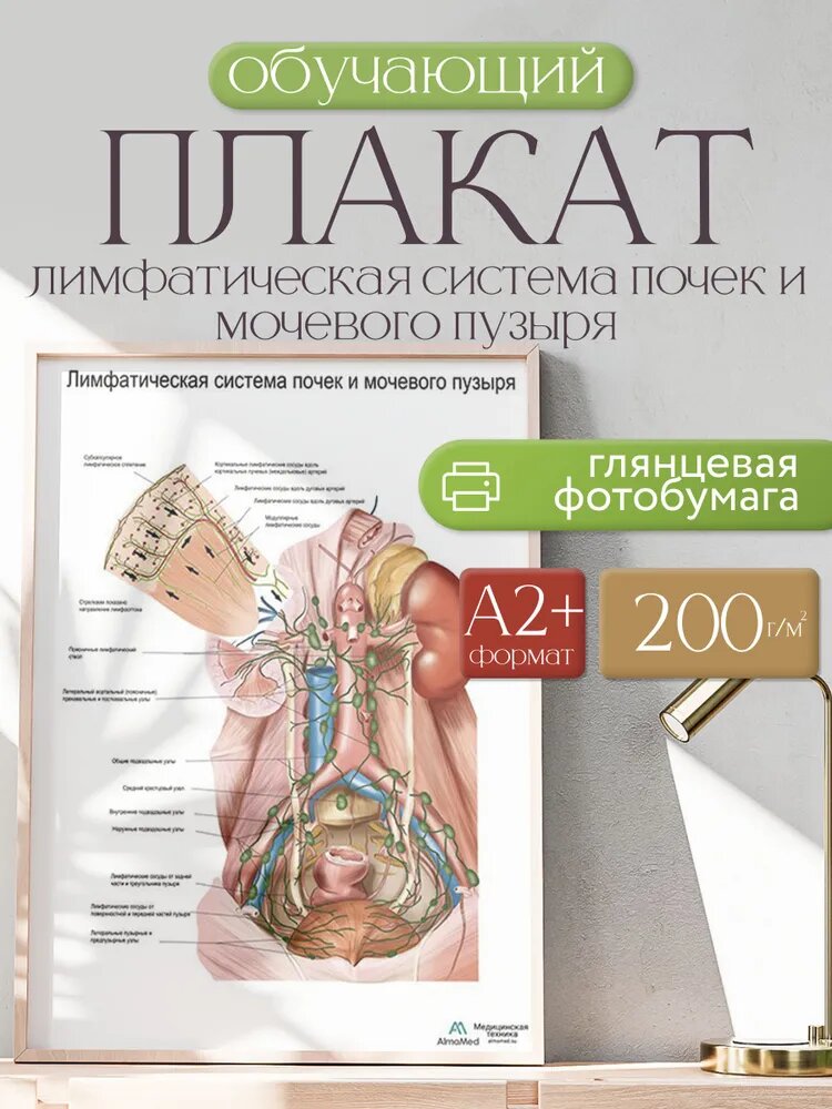 Обучающий плакат "Лимфатическая система почек и мочевого пузыря (анатомия человека)", размер А2+, глянцевая фотобумага от 200г/м2