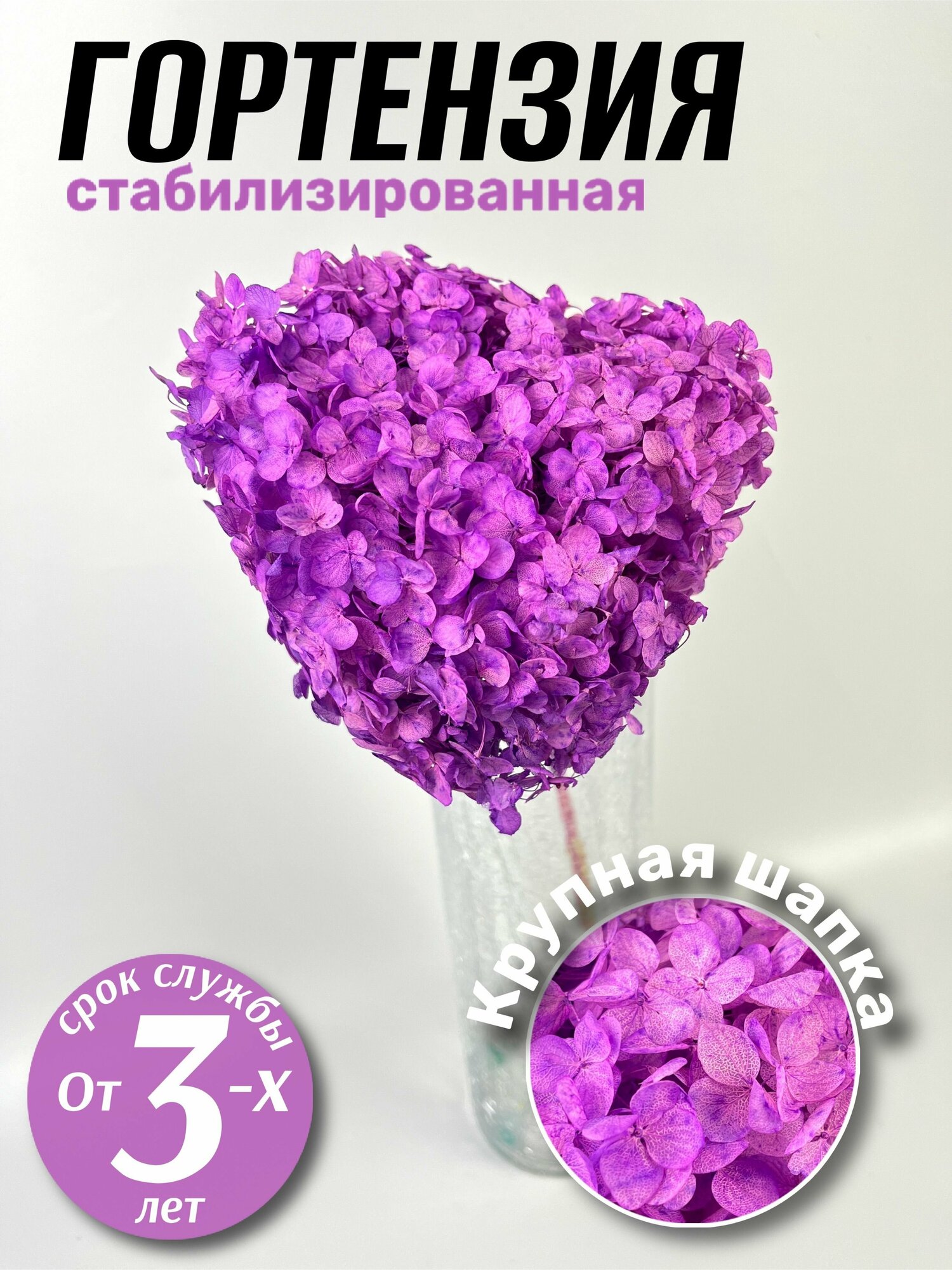 Гортензия стабилизированная