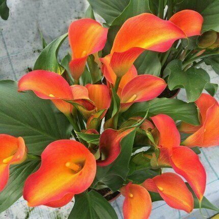 Калла Орания 1шт