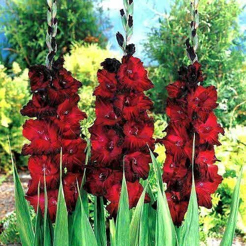 Гладиолус Блэк Джэк 1шт