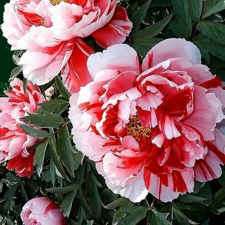 Пион Ред виз Пинк 1 шт