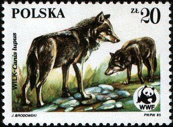 (1985-019) Марка Польша "Волк летом" Всемирный фонд природы (гашеная)