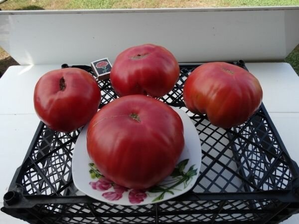 Коллекционные семена томата Бабушкина радость